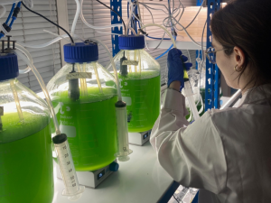 PROALGAE: Production of Alternative Proteins from Microalgae - CIT UPC